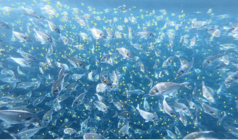 Artificial Intelligence in Aquaculture - Derwent Group